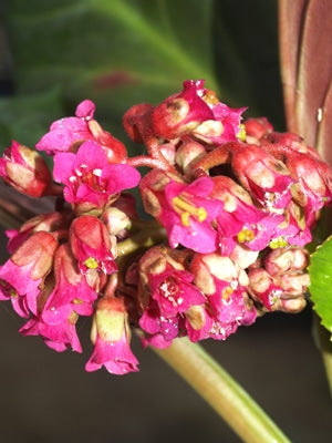 BERGENIA 'ABENDGLOCKEN' – Cotswold Garden Flowers