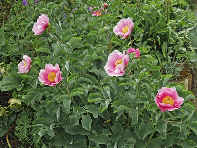 Paeonia daurica | Early-Flowering Species Peony – Cotswold Garden Flowers