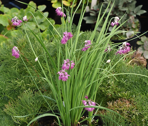 ALLIUM FORRESTII – Cotswold Garden Flowers