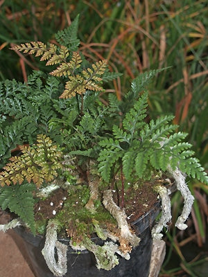 HUMATA TYERMANII – Cotswold Garden Flowers