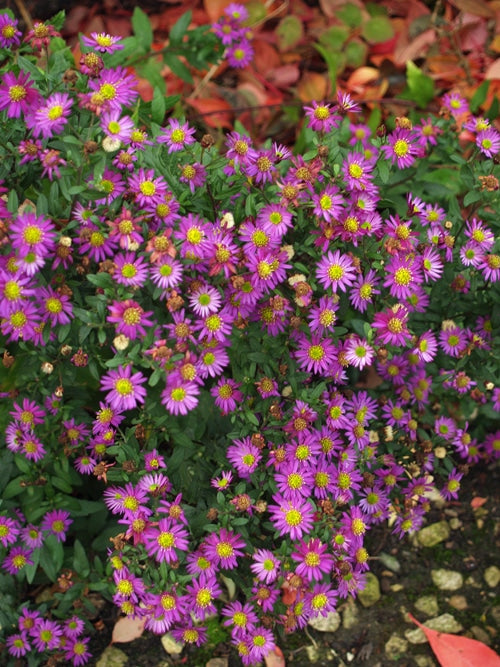 Shop Aster ageratoides 'Ezo Murasaki' | Late-Flowering Hardy Aster – Cotswold Garden Flowers