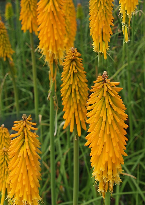 Kniphofia 'Mango Popsicle' | Compact & Long-Flowering – Cotswold Garden ...