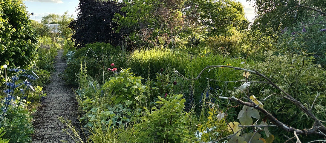 Cotswold Garden Flowers | Buy Perennials Online