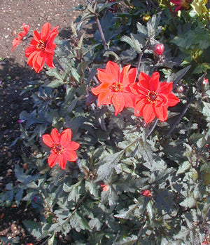 DAHLIA 'TALLY-HO' – Cotswold Garden Flowers