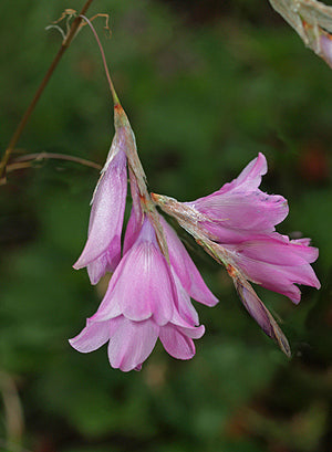 DIERAMA 'MIRANDA' – Cotswold Garden Flowers