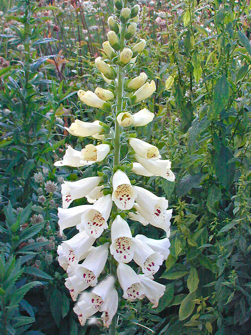 DIGITALIS PURPUREA 'PRIMROSE CAROUSEL' – Cotswold Garden Flowers