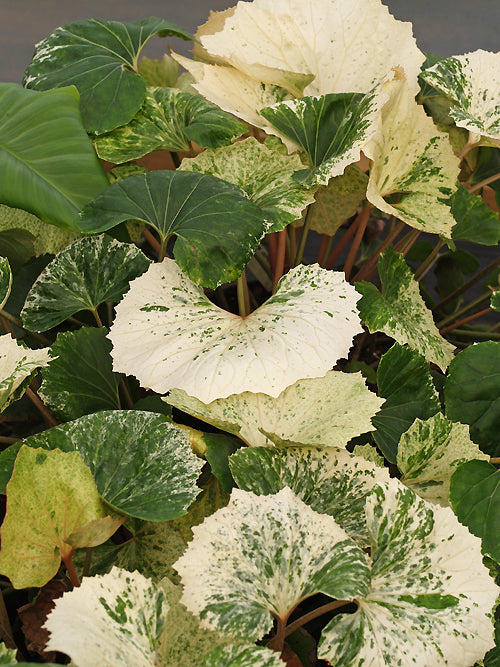 FARFUGIUM JAPONICUM 'KAIMON DAKE' – Cotswold Garden Flowers