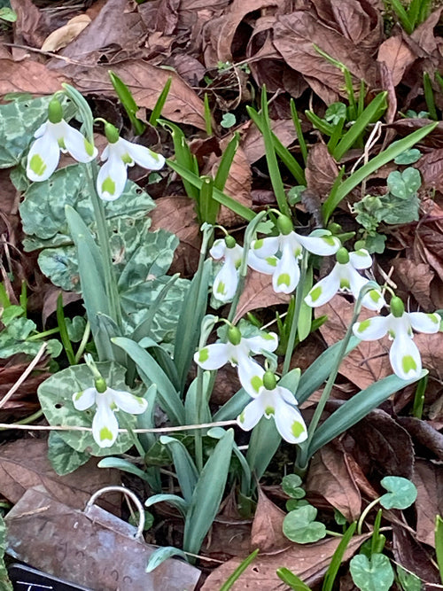 GALANTHUS 'TRUMPS' – Cotswold Garden Flowers