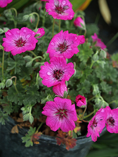 GERANIUM 'JOLLY JEWEL SILVER' – Cotswold Garden Flowers