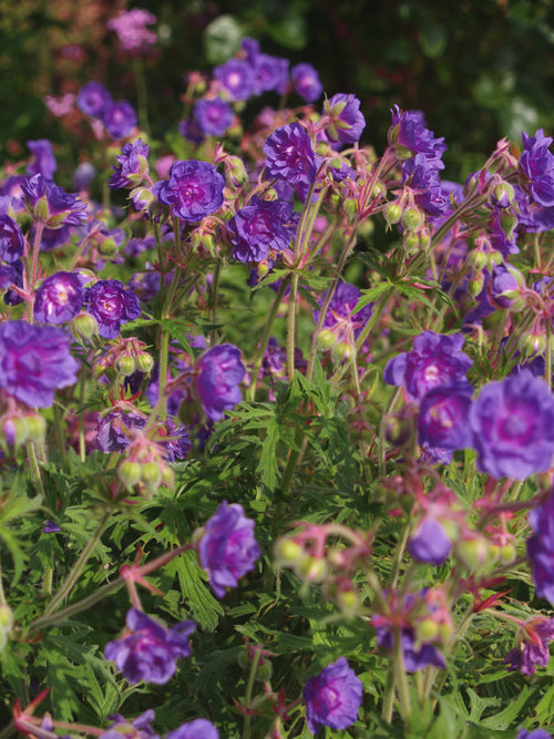 GERANIUM PRATENSE 'PLENUM VIOLACEUM' – Cotswold Garden Flowers
