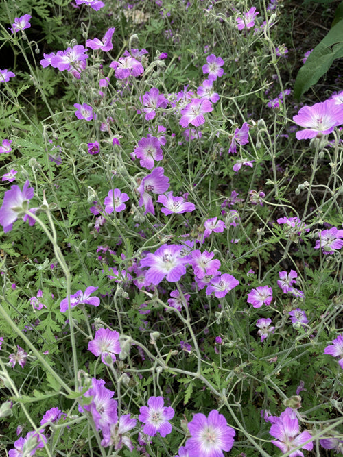 GERANIUM ROBUSTUM – Cotswold Garden Flowers