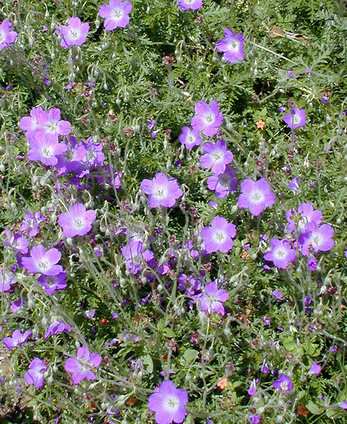 GERANIUM 'SILVER CLOAK' – Cotswold Garden Flowers