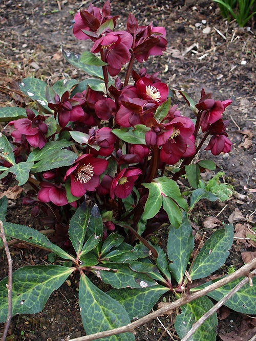HELLEBORUS 'ANNA'S RED' – Cotswold Garden Flowers