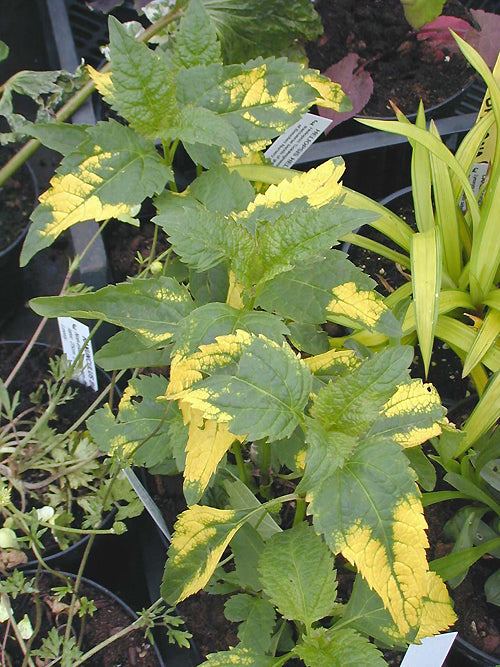 HELIOPSIS HELIANTHOIDES 'KEVIN'S JOY' – Cotswold Garden Flowers