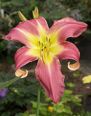 HEMEROCALLIS 'LILTING LAVENDER' – Cotswold Garden Flowers