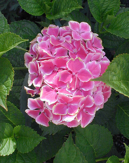 HYDRANGEA MACROPHYLLA 'HARLEQUIN' – Cotswold Garden Flowers