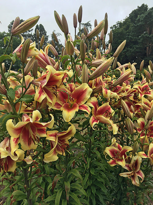 LILIUM 'FLAVIA' – Cotswold Garden Flowers
