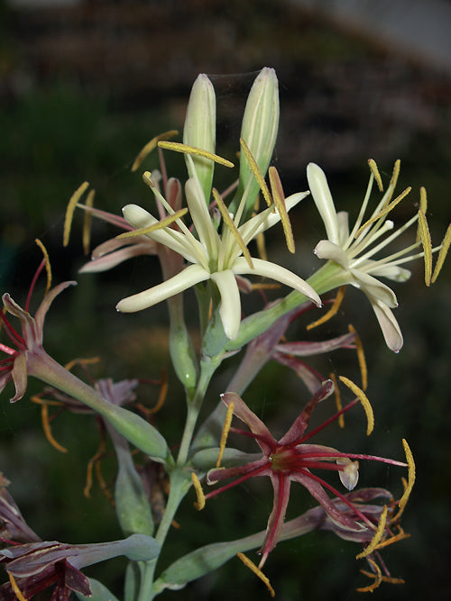 MANFREDA MACULOSA – Cotswold Garden Flowers