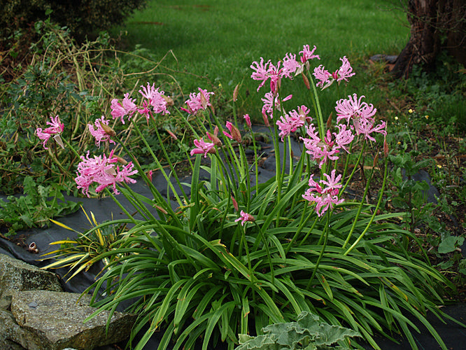 NERINE 'PINK TRIUMPH' – Cotswold Garden Flowers