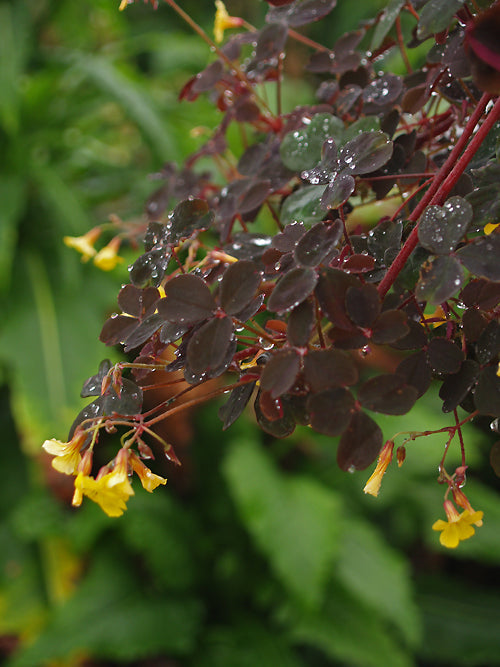 OXALIS VULCANICOLA 'ZINFANDEL' – Cotswold Garden Flowers