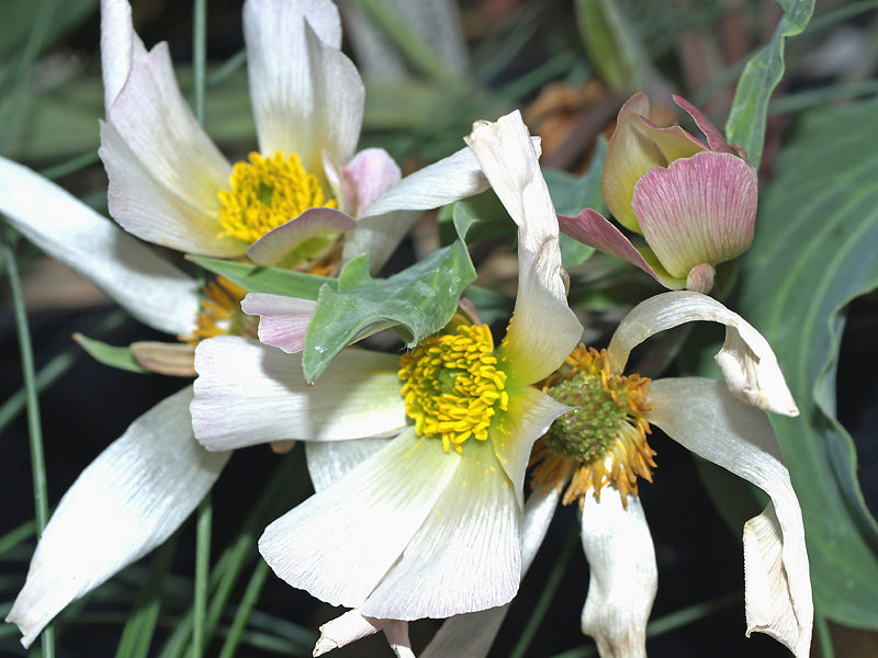 RANUNCULUS CALANDRINIOIDES SF 137 – Cotswold Garden Flowers