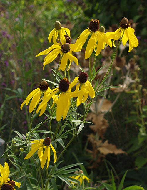 RATIBIDA PINNATA – Cotswold Garden Flowers