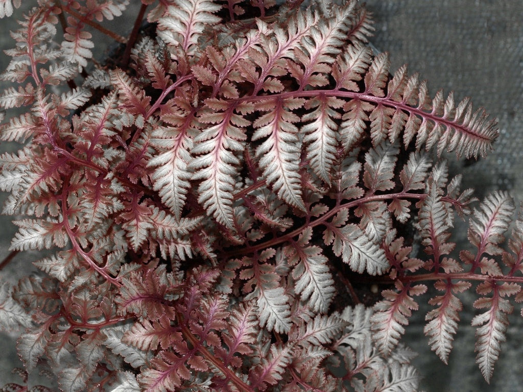 athyrium ursula red
