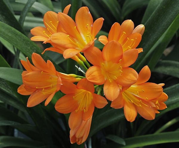 Clivia miniata 'Pastel Shades' | Shade Loving Soft Spring Blooms ...
