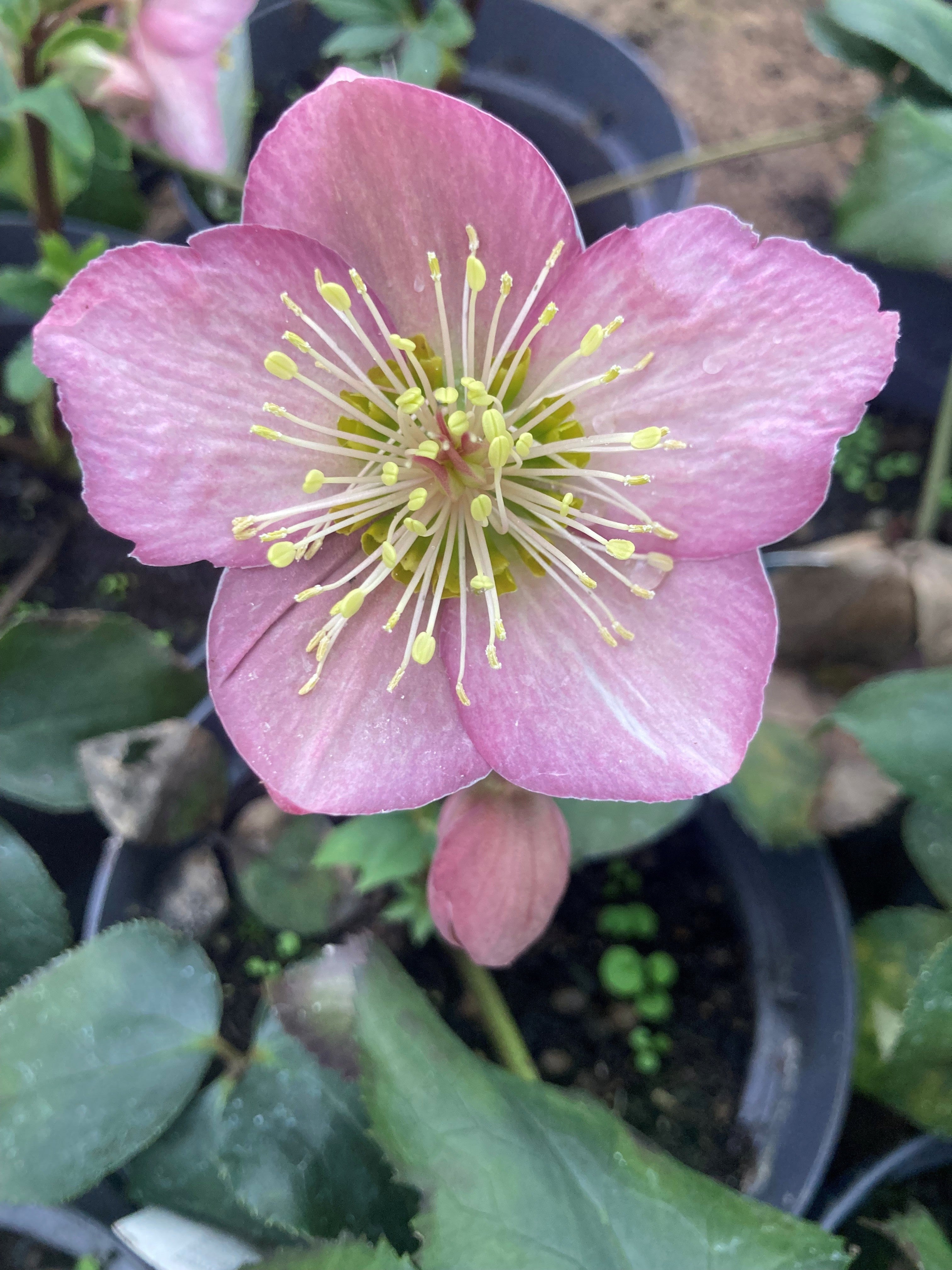 Cotswold Garden Flowers | Buy Perennials Online
